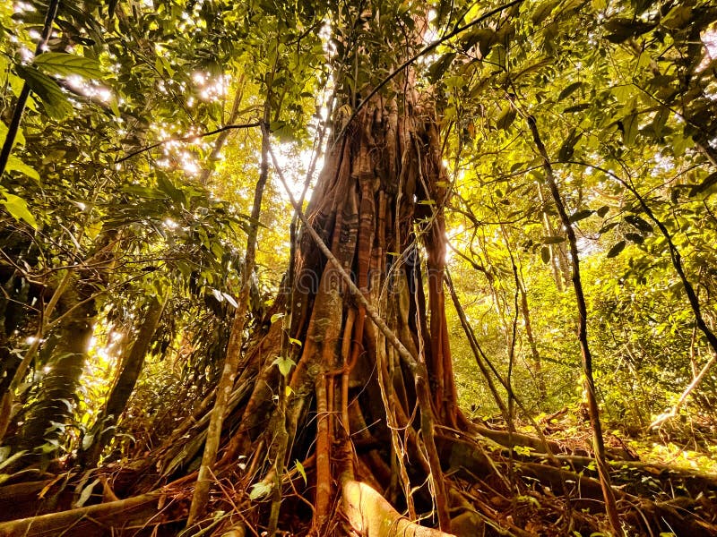 Massive Tree Roots Causing Biological Weathering Stock Photo - Image of ...