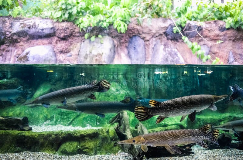 Massive fish aquarium stock image. Image of water, freshwater - 82166827