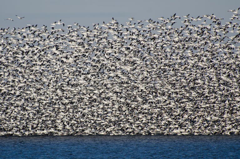 10,274 Snow Geese Photos Stock Photos - Free & Royalty-Free Stock ...