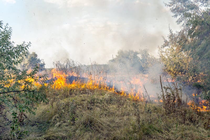 Massive Forest Wildfire Due To Hot, Dry and Windy Weather Stock Photo ...