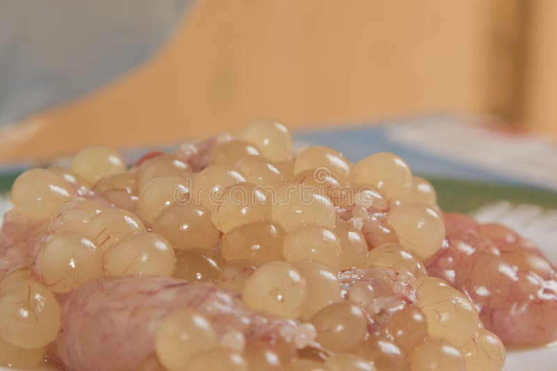 Massive fresh fish eggs stock image. Image of fish, shark - 183845265