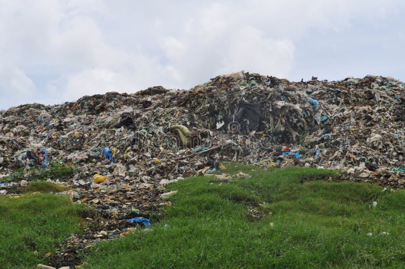Massive Garbage Dump with Machinery and Cows Amidst the Waste Stock ...