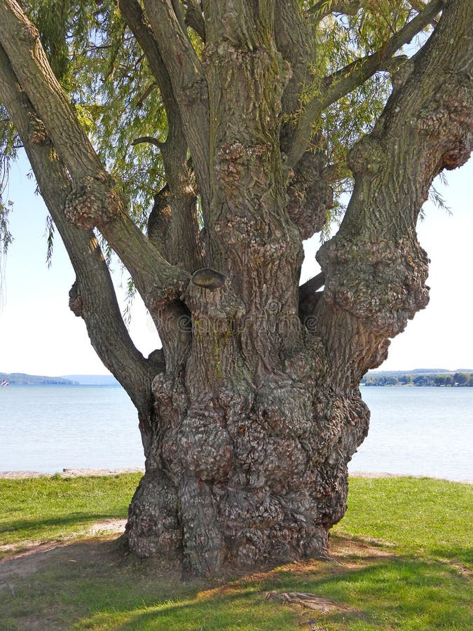 Massive, Gnarled Willow Tree at Emerson Park Owaso Lake Stock Photo ...