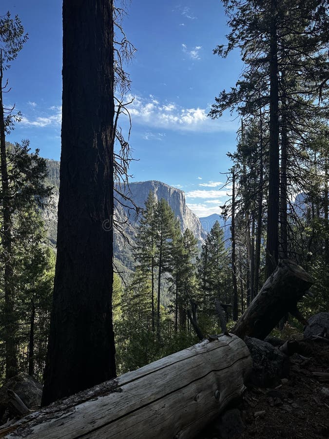El Capitan through Forest (Yosemite National Park, California, USA ...