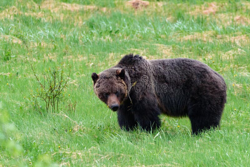 Massive grizzly bear stock image. Image of national - 155173999