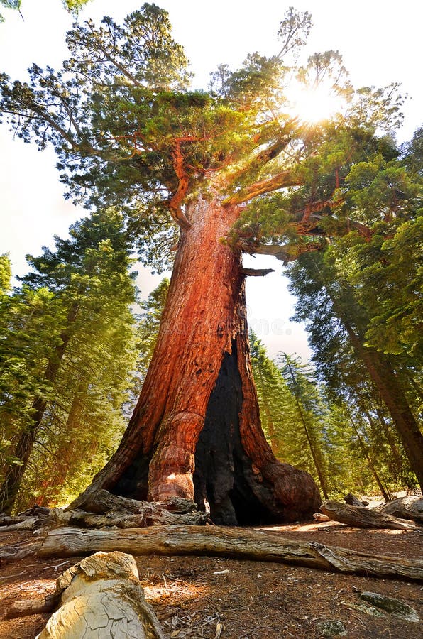 Massive Grizzly Sequoia Tree with Burned Insides Stock Photo - Image of ...