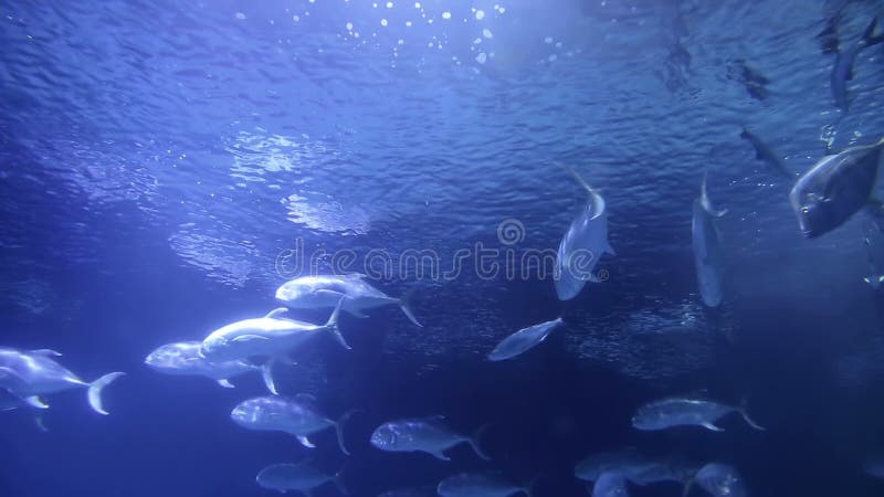 Massive Group of Oceanic Fish Float in Blue Water, in Shallow Water ...