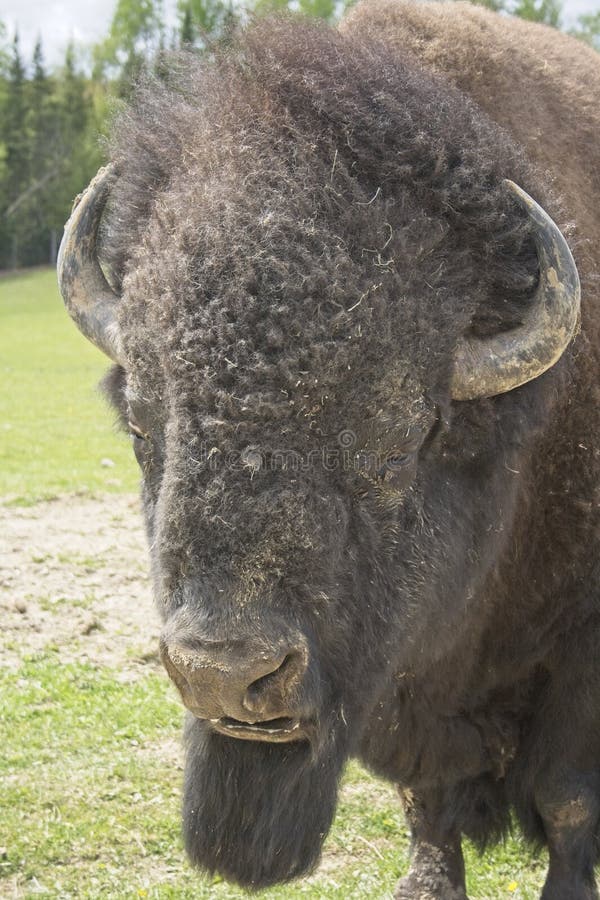 The Massive Head of an American Bison Stock Photo - Image of shaggy ...