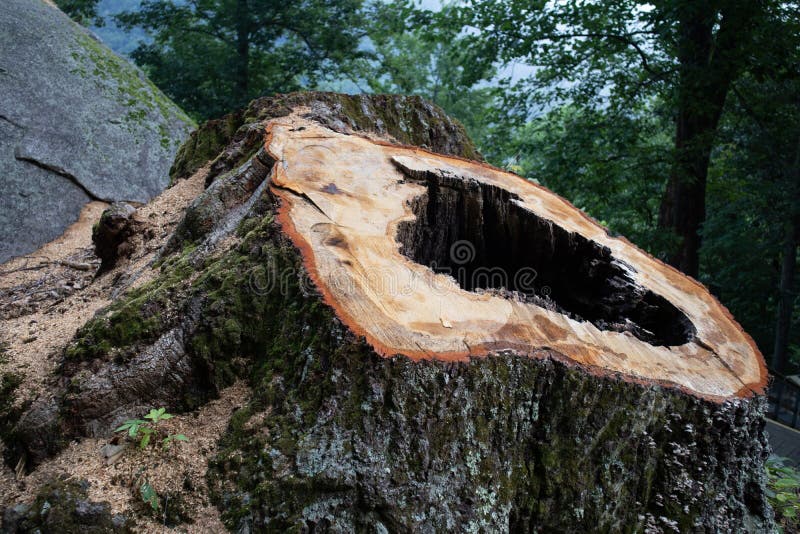 Massive Hollow Tree Stump Freshly Cut with Chainsaw Stock Image - Image ...