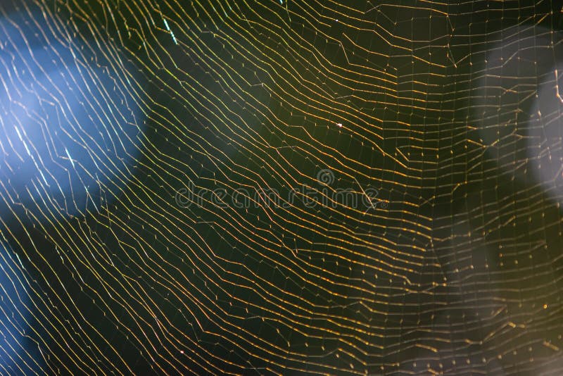Golden Spider Web Pattern Backlit by Georgia Sun Stock Photo - Image of ...