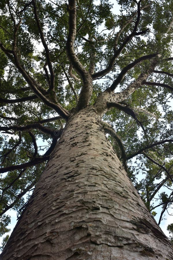 Massive kauri tree stock image. Image of nature, branch - 104443653