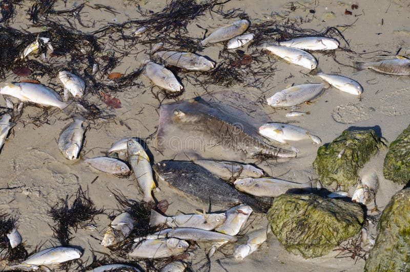 1,500+ Kill Free Stock Photos - StockFreeImages