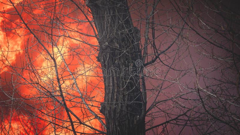 Massive Large Major Wildfire, Bush Blaze, a Forest Fire Stock Image ...