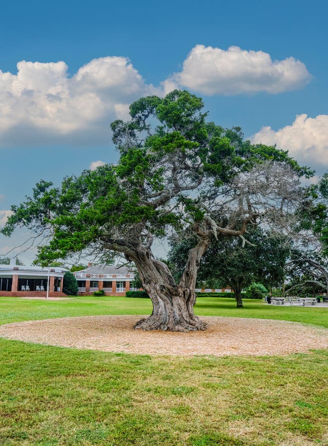 Massive Live Oak Tree stock photo. Image of south, road - 102834568