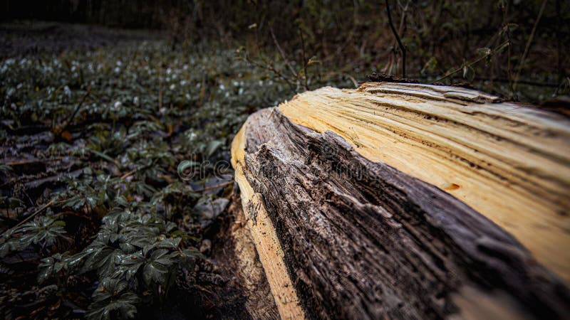 A Very Large Log Sitting in the Middle of the Woods Stock Photo - Image ...