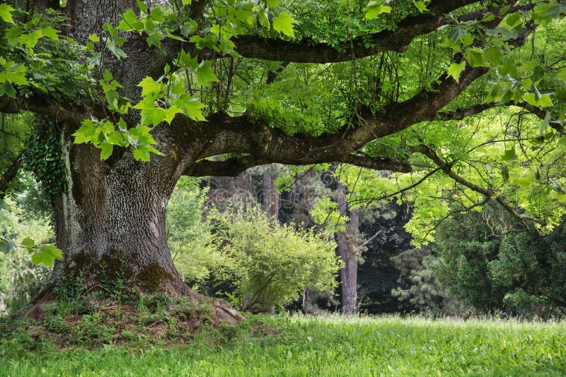 Massive Maple Tree in the Park Stock Photo - Image of plant, beauty ...