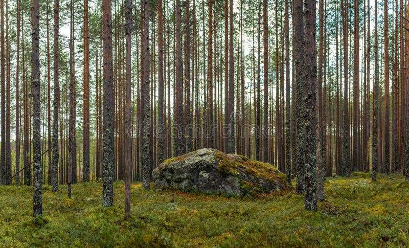 Ancient Moss-covered Boulder Resting among Tall Pine Trees in a Dense ...