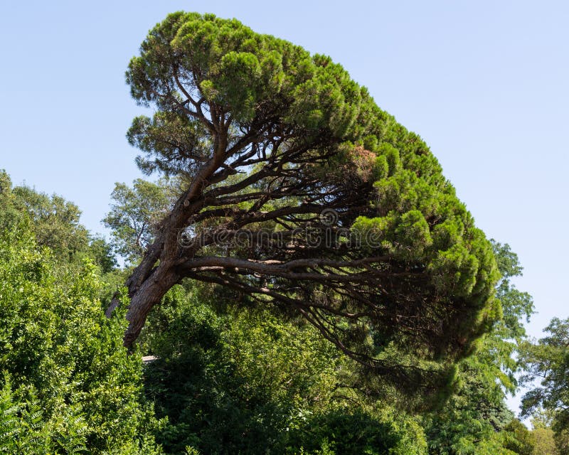 Massive Old Coniferous Tree Stretching Towards the Sun. Stock Photo ...