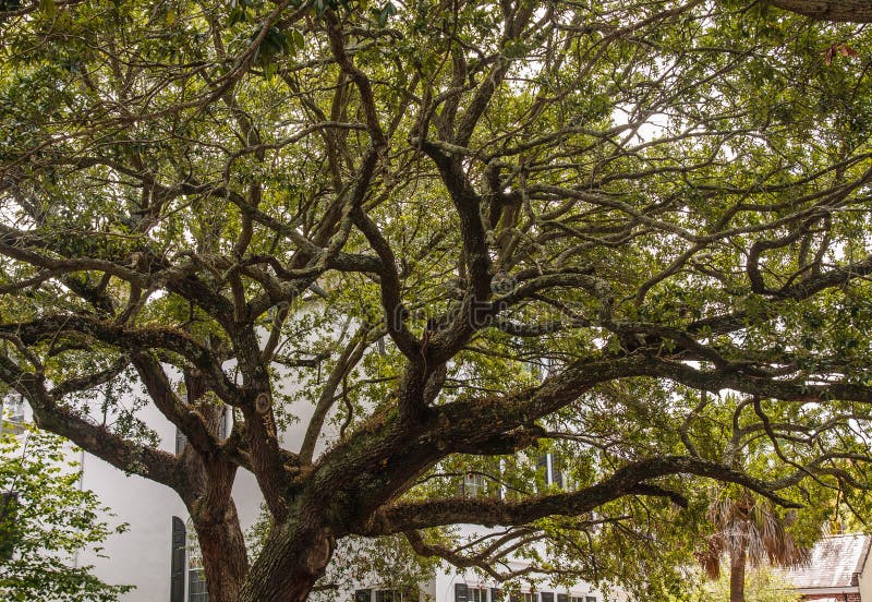 Massive Old Oak Tree on Southern Residential Street Stock Image - Image ...