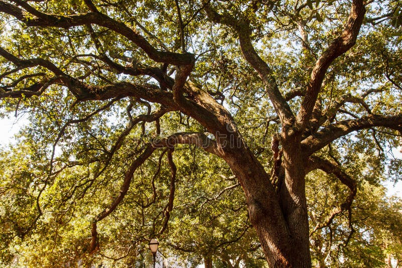 Massive Old Southern Oak stock image. Image of tree, hardwood - 28979339