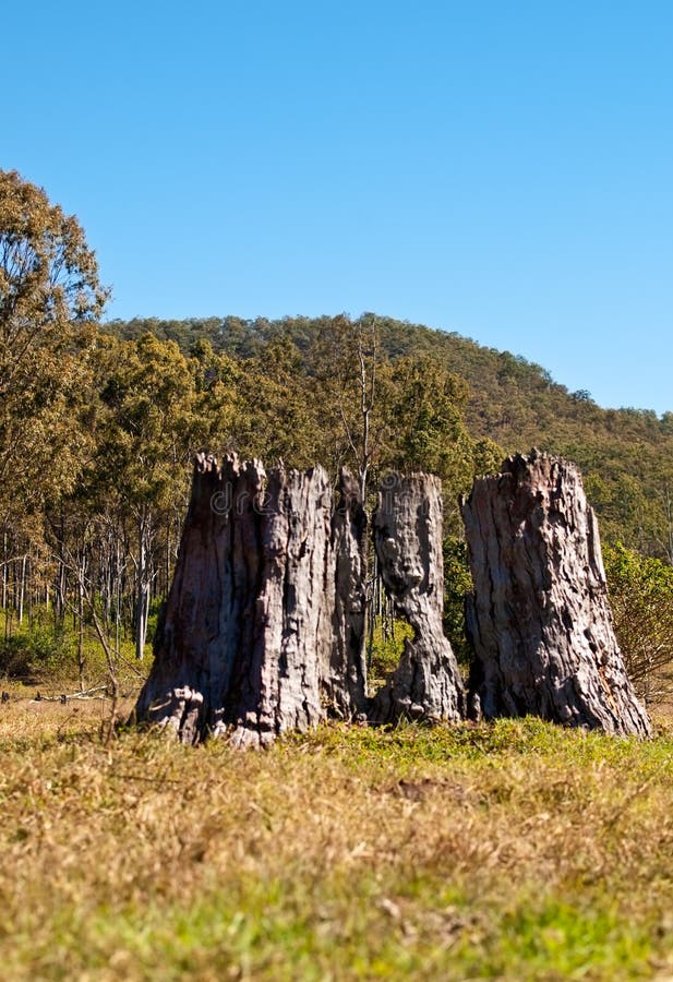 Massive old tree trunk stock photo. Image of deforestation - 26007804