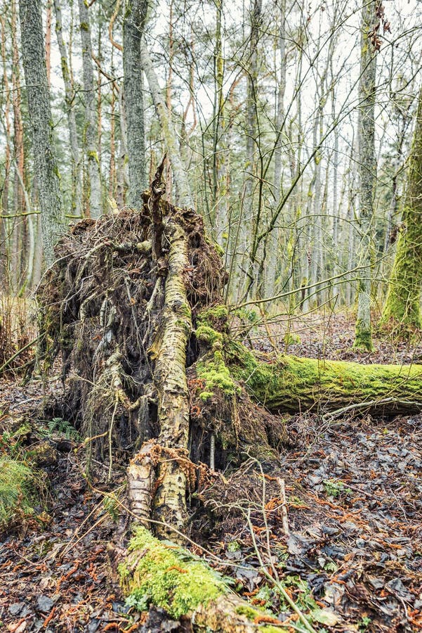 A Massive Overgrown Root of a Fallen Old Tree, Overgrown with Moss ...