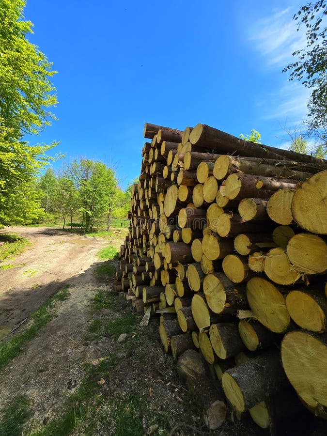 Massive Pile of Tree Trunks on the Side of the Dirt Road Stock Photo ...