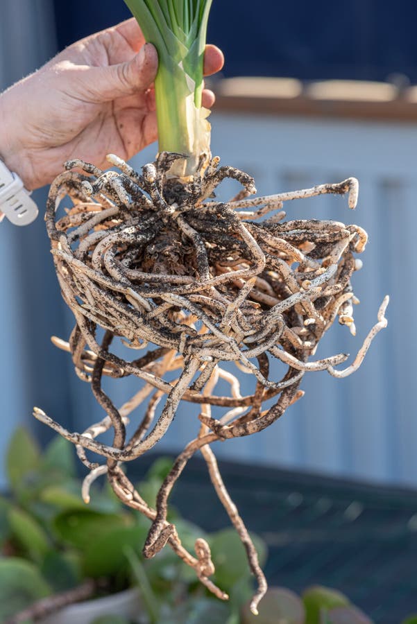 Massive Root System of a Plant Being Re-potted.. Stock Image - Image of ...