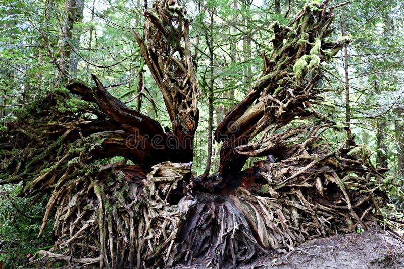 Massive Roots of Dead Tree Laying Down with Tree Growing Ot of Trunk ...