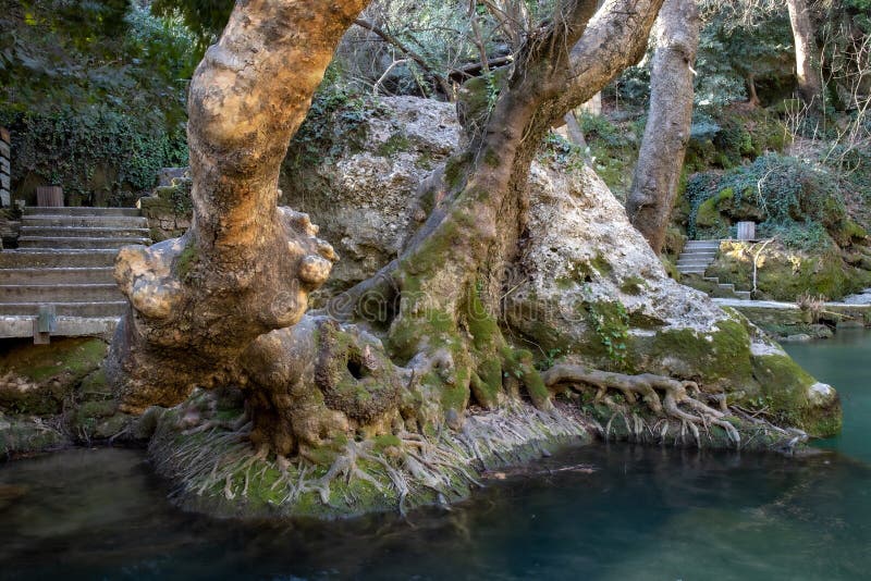 479 Tree Roots Stairs Stock Photos - Free & Royalty-Free Stock Photos ...