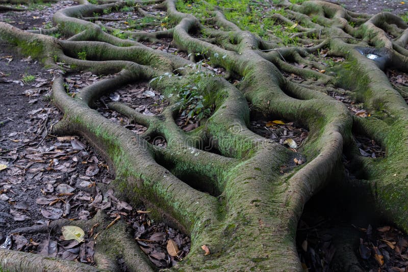 Massive Roots of a Tree Australian Banyan Stock Photo - Image of scenic ...