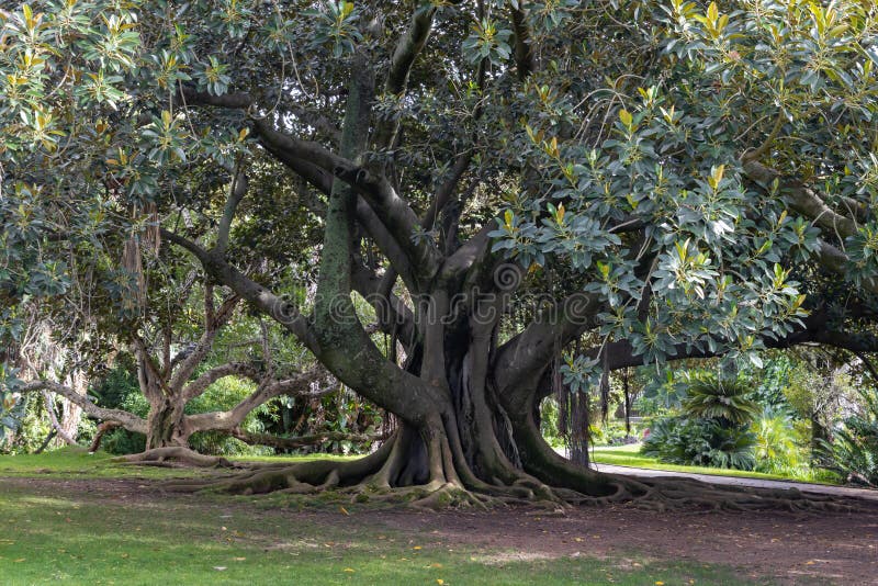Massive Roots of a Tree Moreton Bay Fig Stock Image - Image of wild ...