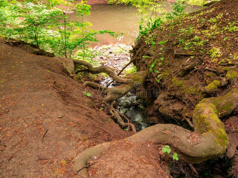 The Massive Roots of the Trees Lead Over the Forest Brook. in the ...