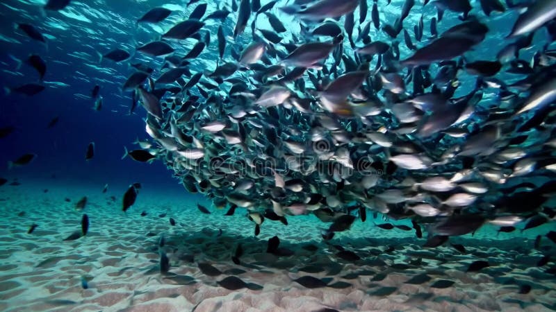 Large School of Fish Swimming in Perfect Synchronization Stock Video ...