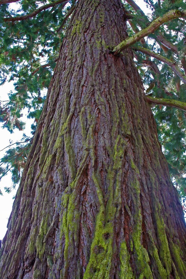 Massive Sequoia Trunk Close-up Stock Image - Image of landscape ...