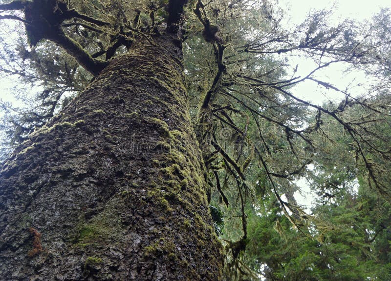 Massive Sitka Spruce Tree in Cape Perpetua State Park Stock Image ...