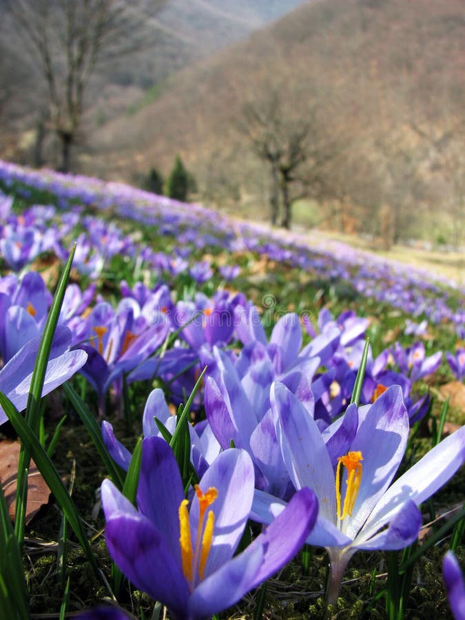 Massive Spring Flowering Crocus Heuffelianus Stock Image - Image of ...