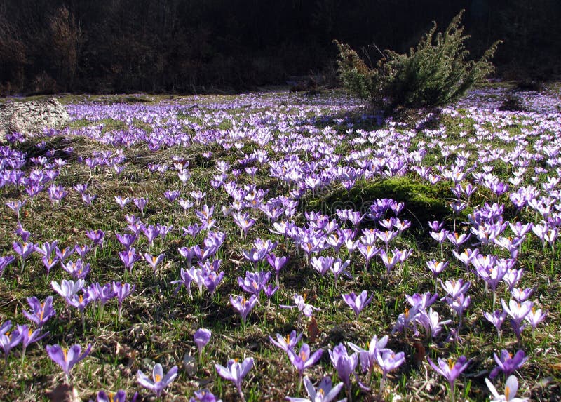 Massive Spring Flowering Crocus Heuffelianus Stock Image - Image of ...