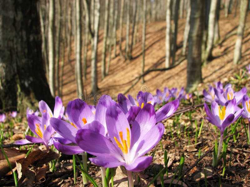 Massive Spring Flowering Crocus Heuffelianus Stock Photo - Image of ...