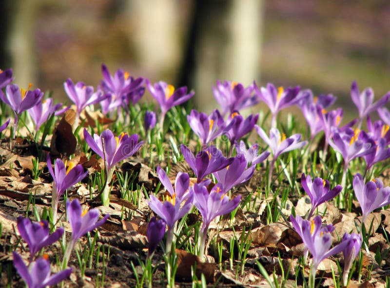 Massive Spring Flowering Crocus Heuffelianus Stock Image - Image of ...