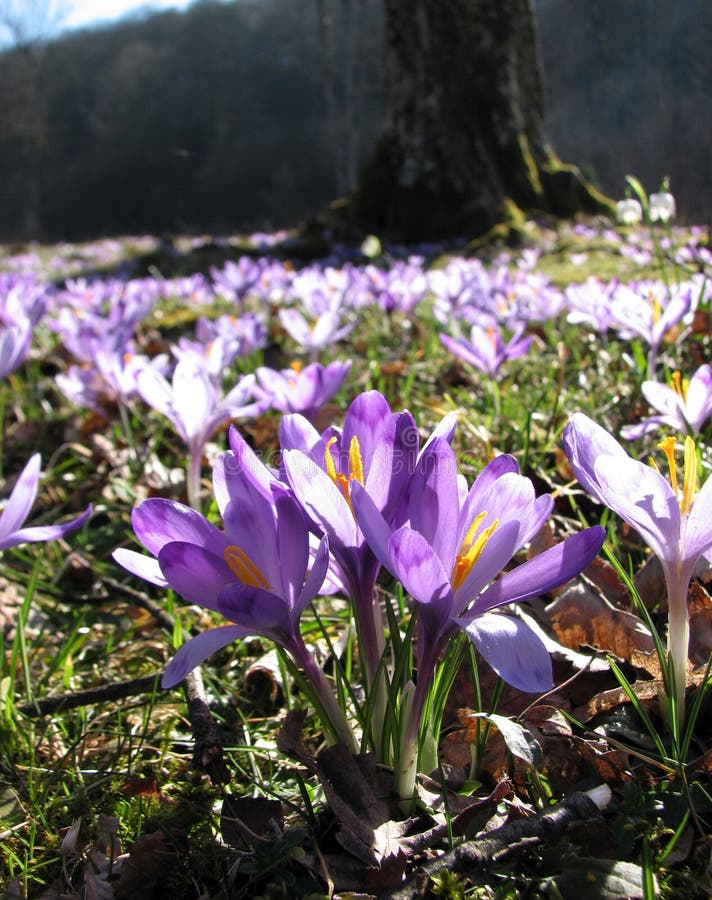 Massive Spring Flowering Crocus Heuffelianus Stock Image - Image of ...