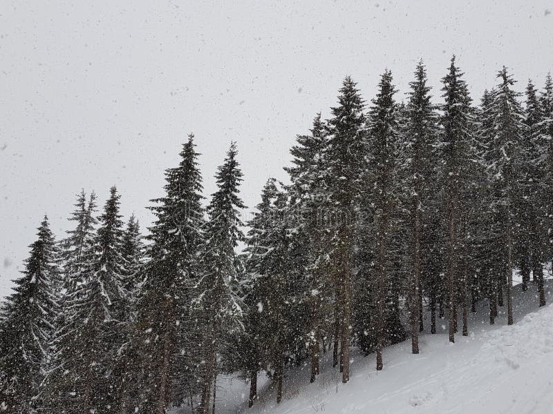 Massive Spruce Tree Field in Winter As the Snow is Falling Down Stock ...