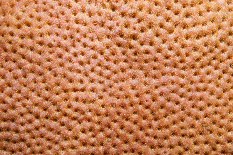 Coral pattern Texture stock image. Image of beach, marine - 26084273