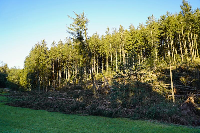 Massive Storm Damages in a Forest with a Swathe of Destruction Stock ...