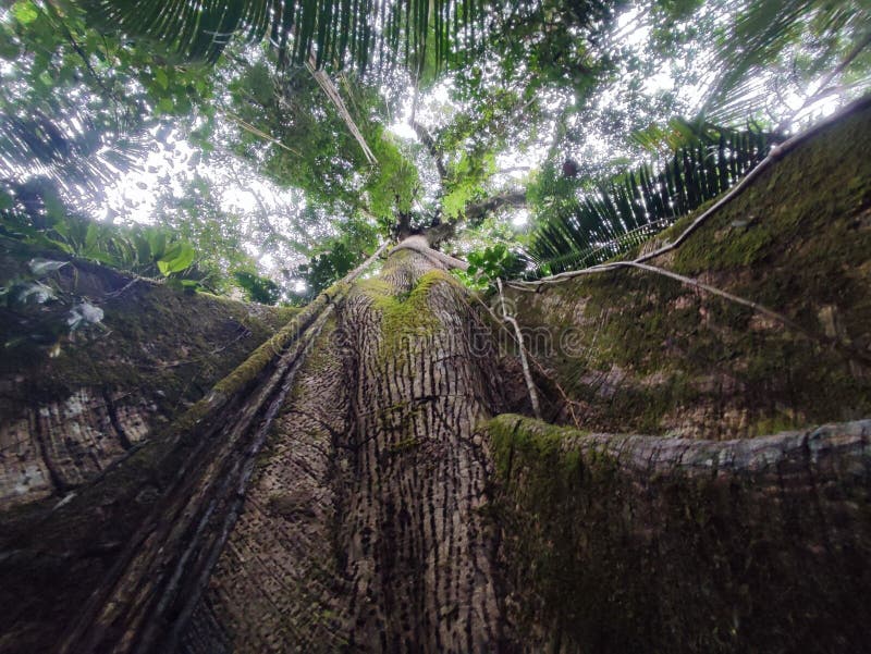 Massive Tree Rising into the Sky Stock Photo - Image of mountain, path ...