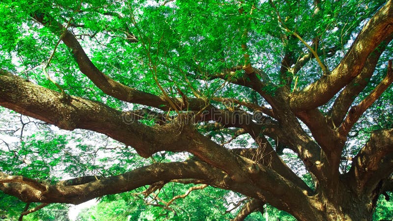 Massive tree branches stock photo. Image of grow, nature - 83906696