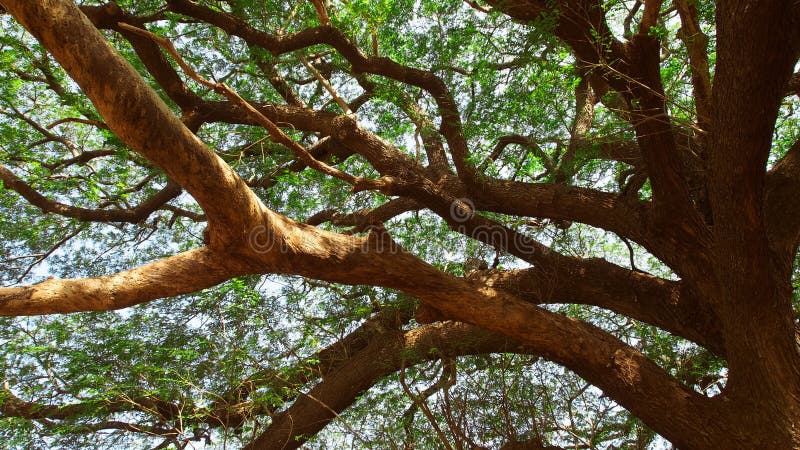 Massive tree branches stock image. Image of park, leaves - 83909731