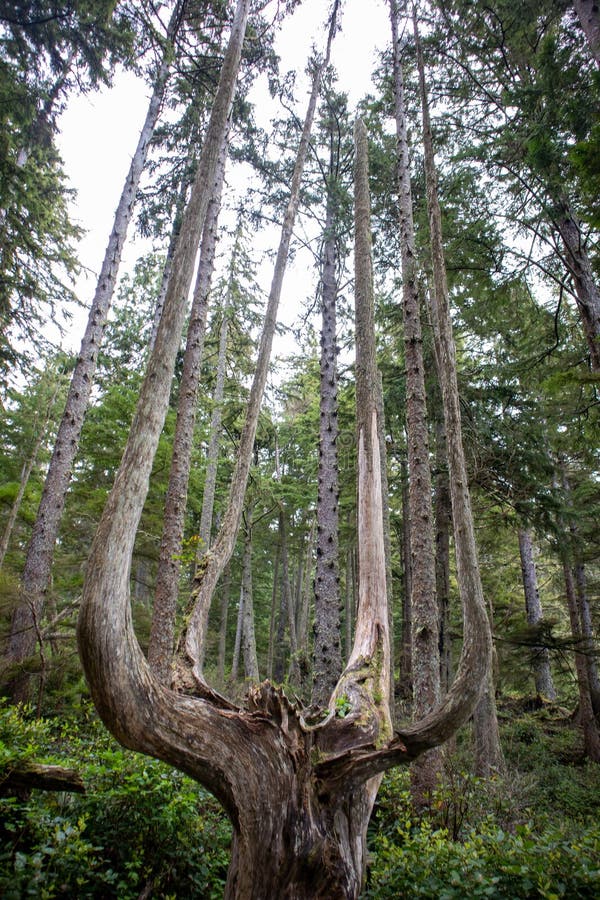 Massive Tree Branches into Multiple Trunks Stock Photo - Image of burl ...