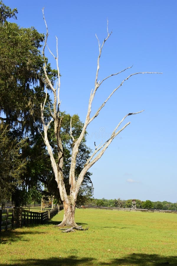 Upright Dead tree stock image. Image of standing, tree - 103743891