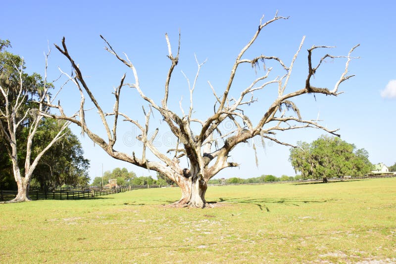 Upright Dead tree stock photo. Image of tree, branches - 103743956